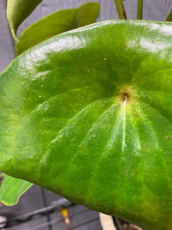 Thrips on Houseplants: 6 Top Steps to Treat (and prevent)