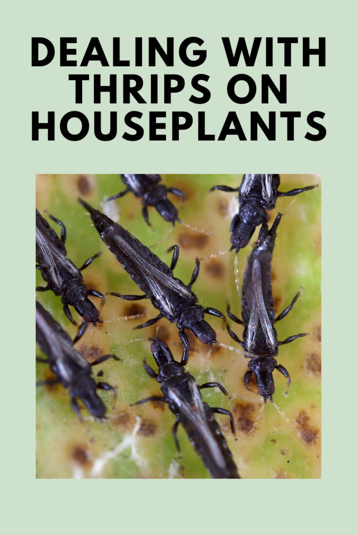 Thrips on Houseplants: 6 Top Steps to Treat (and prevent)