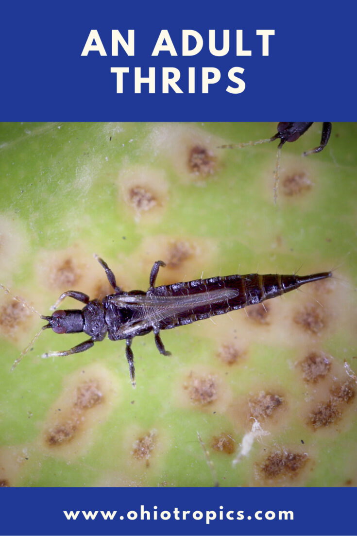 Thrips on Houseplants: 6 Top Steps to Treat (and prevent)