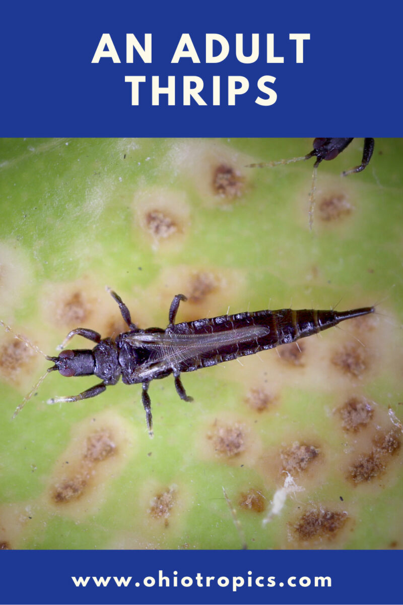 Thrips on Houseplants: 6 Top Steps to Treat (and prevent)