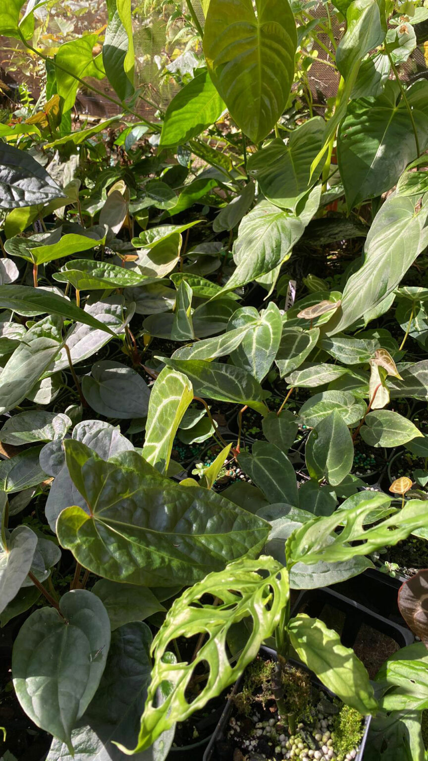 Interview with Enid of NSE Tropicals - Welcome to the Jungle