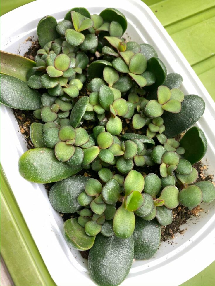 How to Propagate Jade Plants From Stem Cuttings - 1 Easy Way