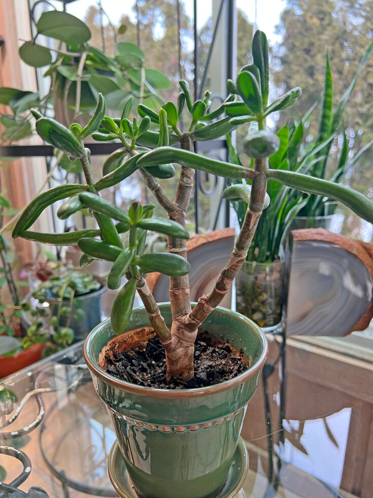 How to Propagate Jade Plants From Stem Cuttings - 1 Easy Way