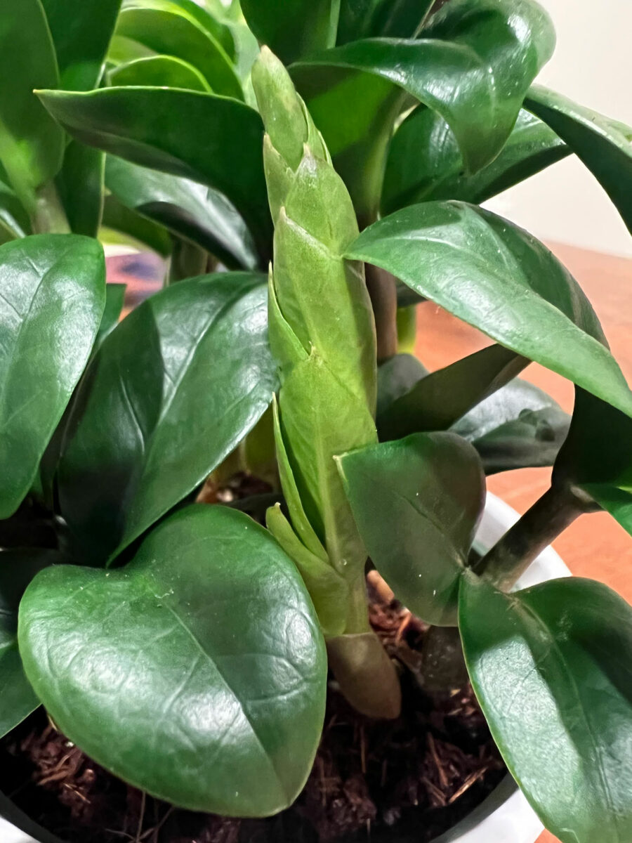 ZZ Zenzi Plant Care: 5+ Top Tips For a Thriving Plant