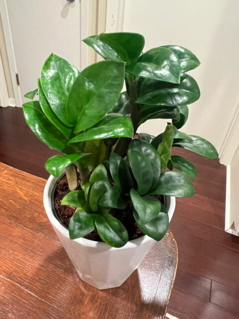 ZZ Plant Varieties: 15 Common, Rare and Variegated Types