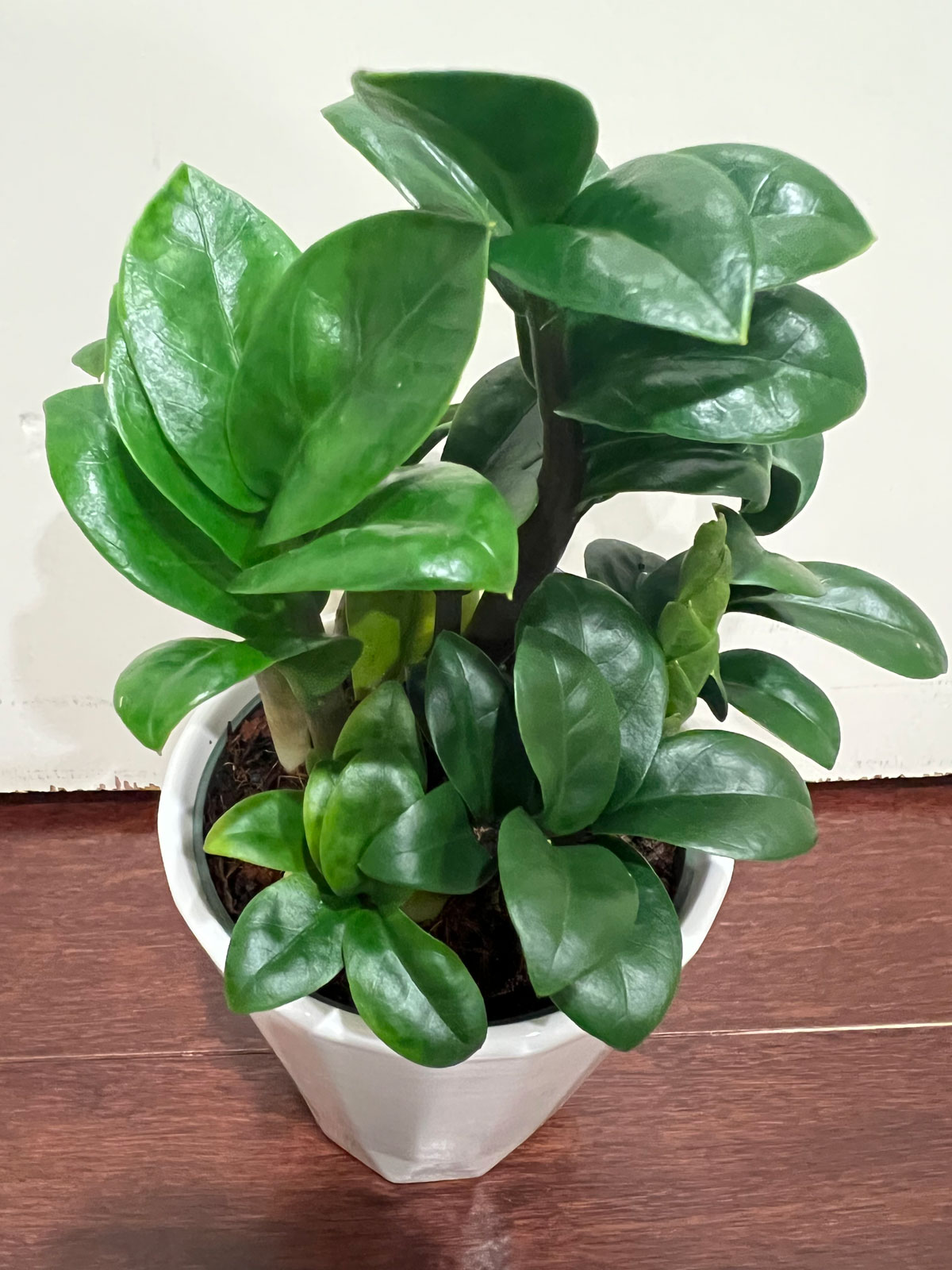 ZZ Zenzi Plant Care: 5+ Top Tips For a Thriving Plant