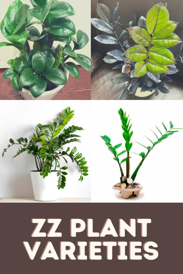 ZZ Plant Varieties: 15 Common, Rare and Variegated Types