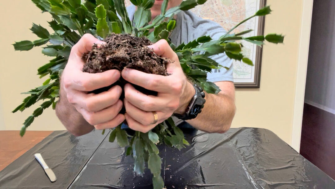 Repotting Thanksgiving Cactus: 3 Easy Steps (w/ photos)