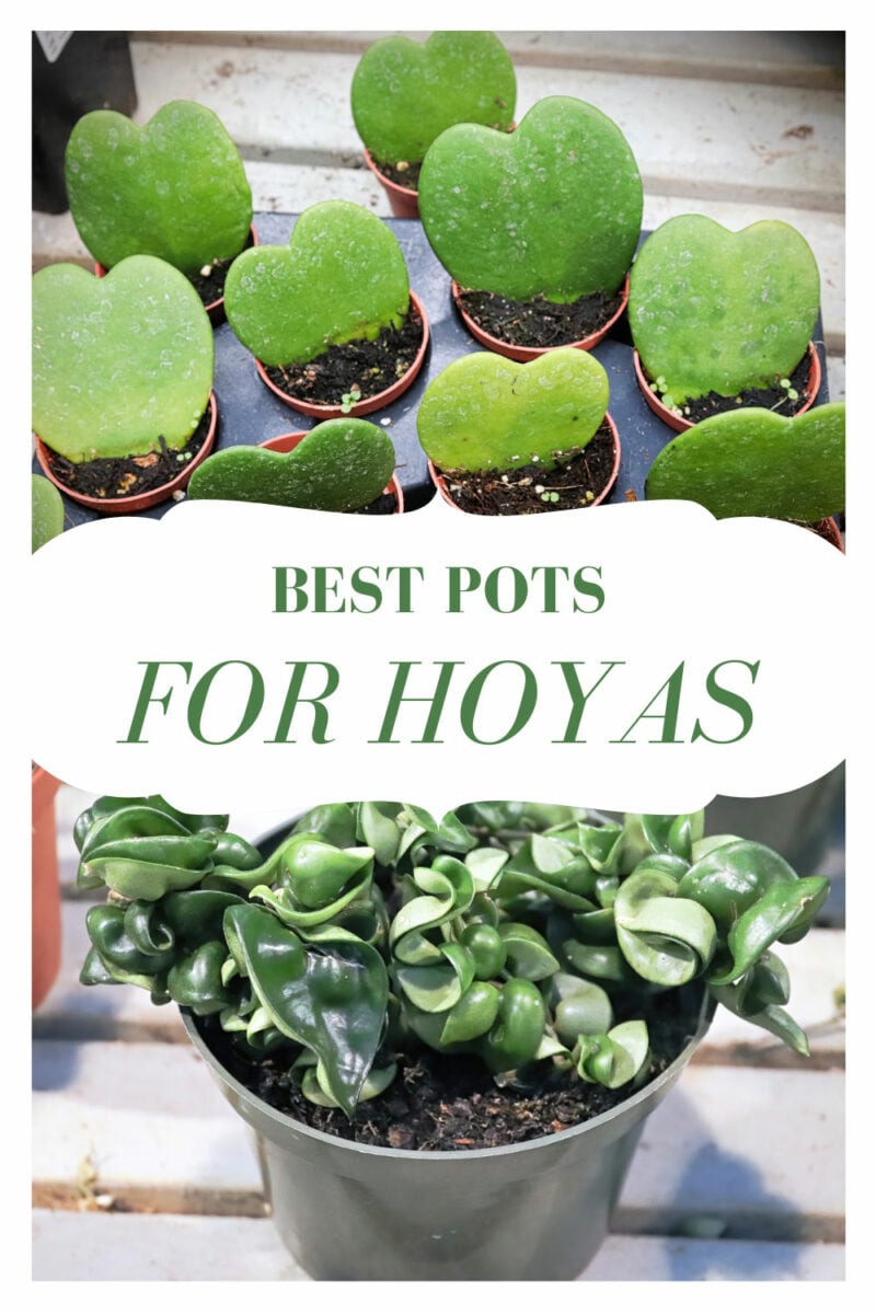 Best Pots for Hoyas: 3 Tips in Choosing the Best Pot Type