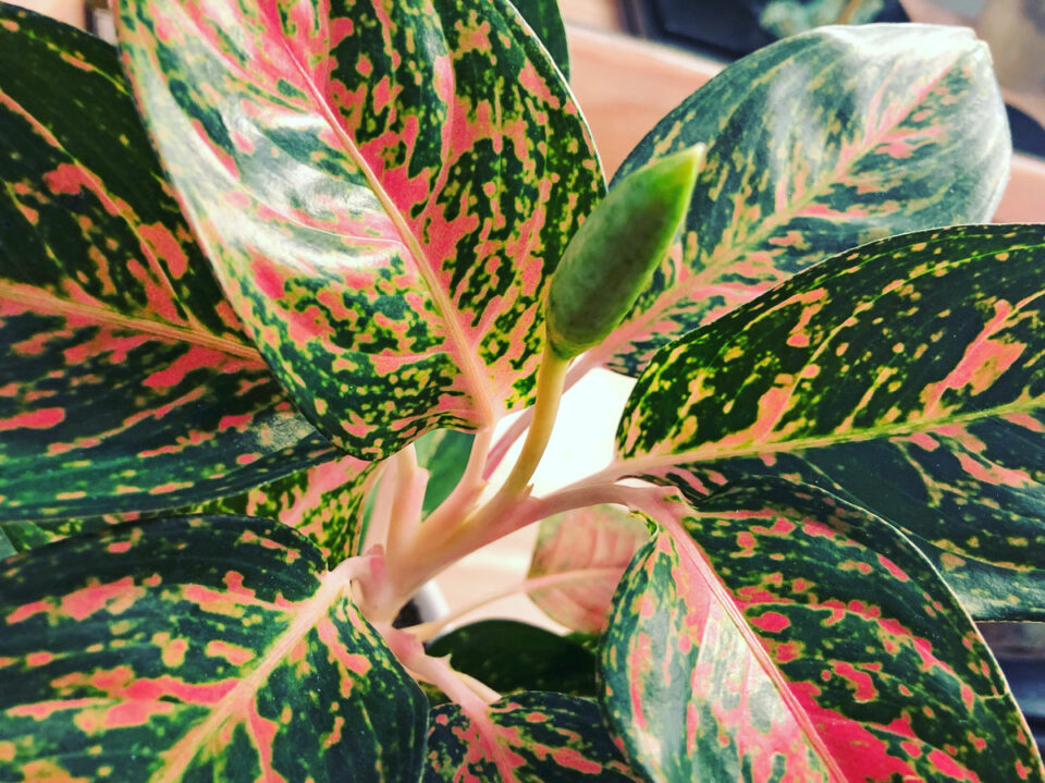 Aglaonema Flowers: To Cut or Not to Cut, the 1 Simple Truth
