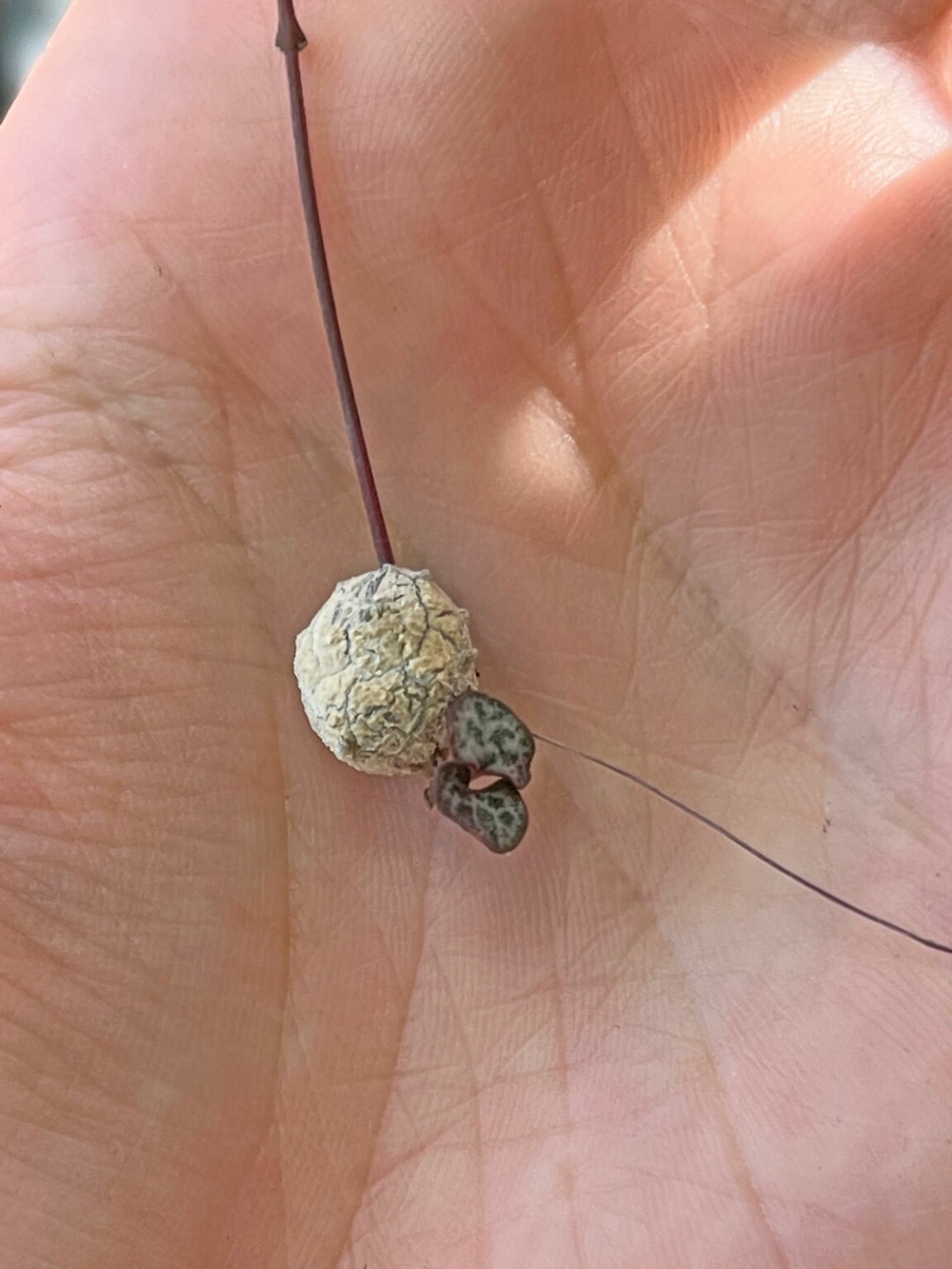 3 Useful Tips on How to Make String of Hearts Fuller