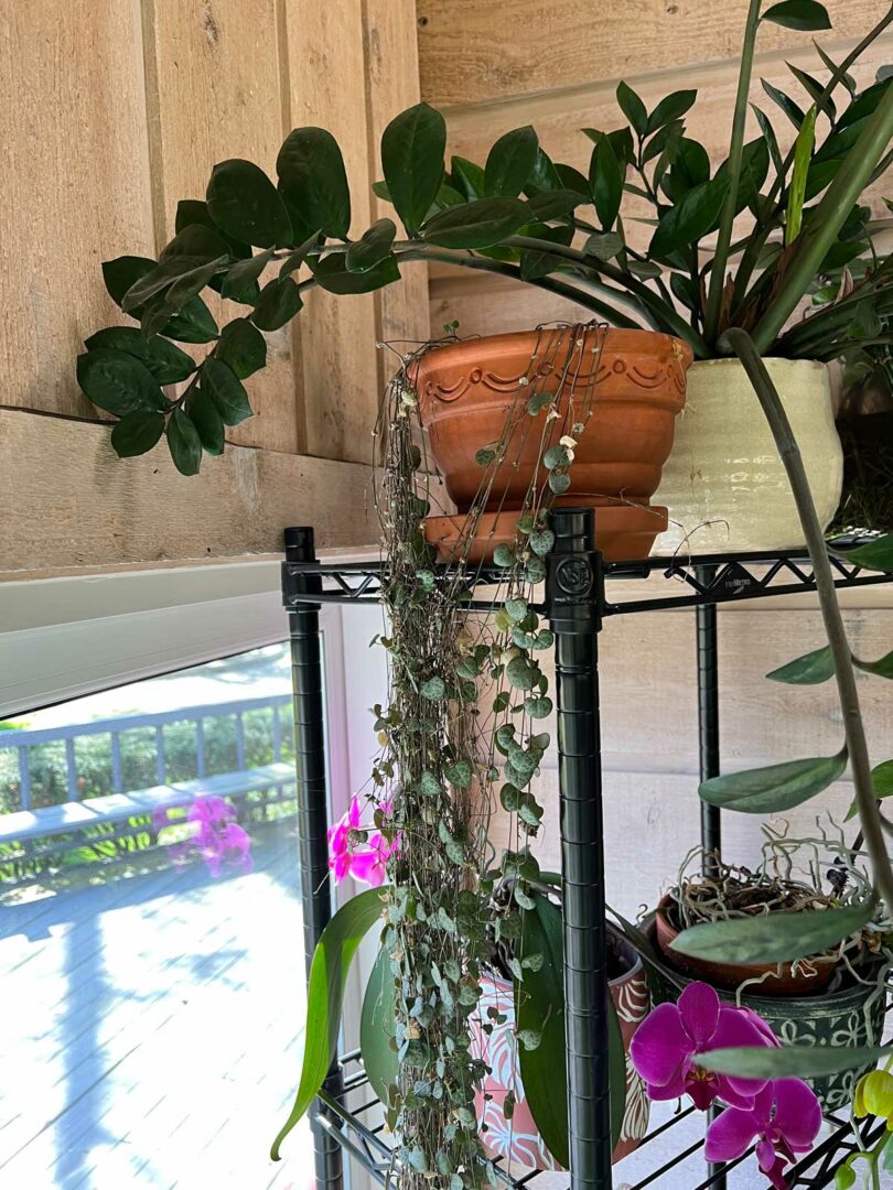 3 Useful Tips on How to Make String of Hearts Fuller