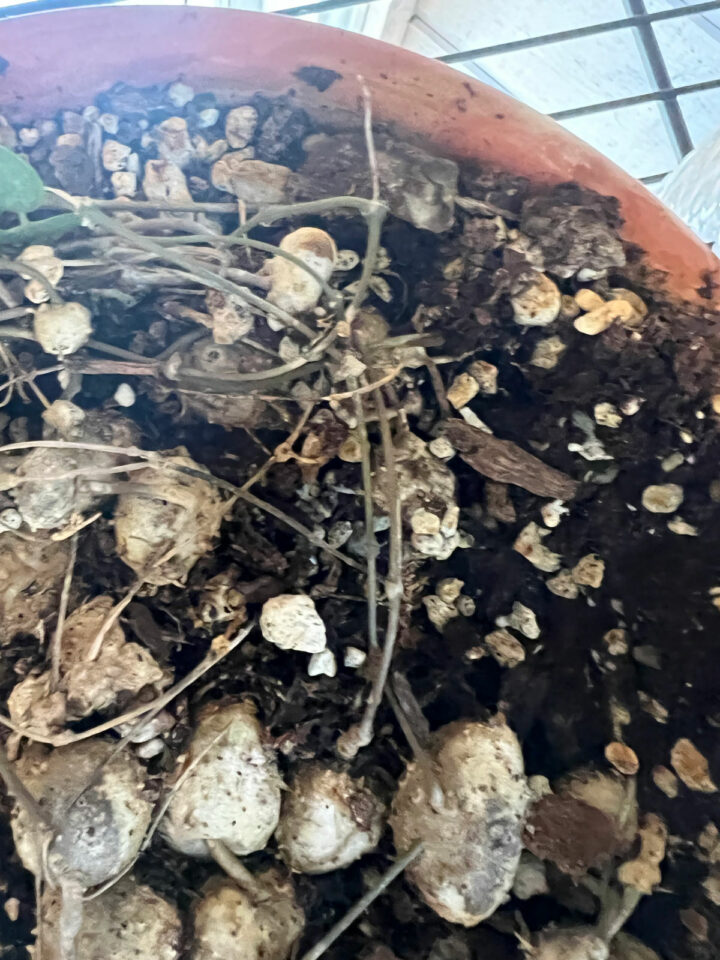 3 Useful Tips on How to Make String of Hearts Fuller