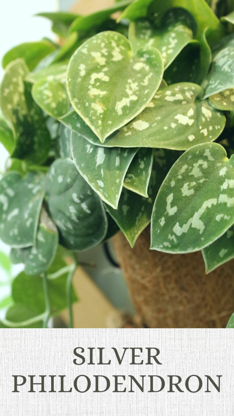 31 Best Houseplants for North Facing Windows (w/ Pics)