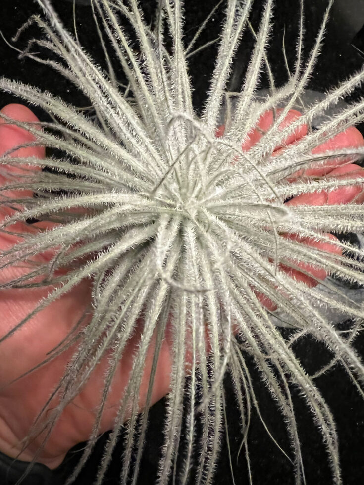 Tillandsia tectorum Ecuador: 4 Important Care Tips