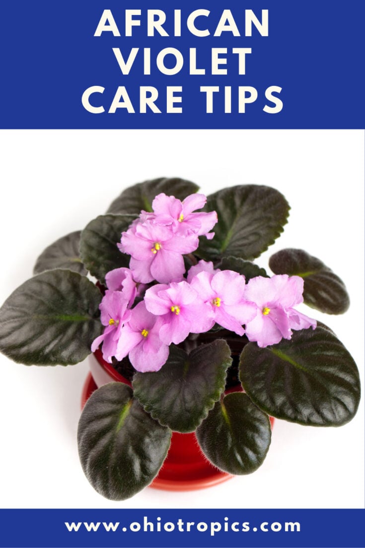 What Window is Best for African Violets & More Care Tips