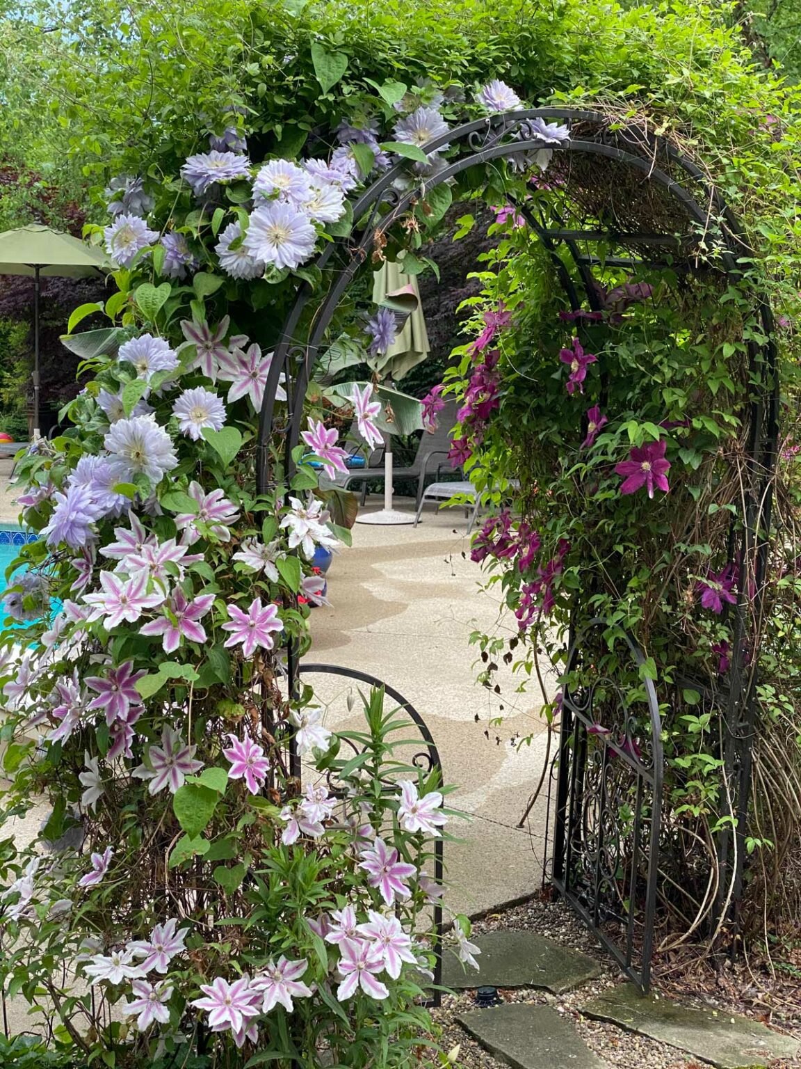 9 Beautiful Clematis Trellis & Support Ideas for Your Garden