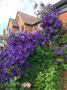 9 Beautiful Clematis Trellis & Support Ideas for Your Garden