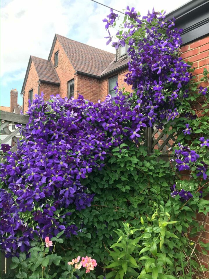 9 Beautiful Clematis Trellis & Support Ideas for Your Garden