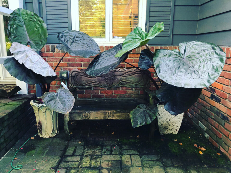 11 Colocasia Varieties - Add a Tropical Touch to Your Garden