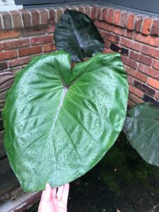 11 Colocasia Varieties - Add a Tropical Touch to Your Garden