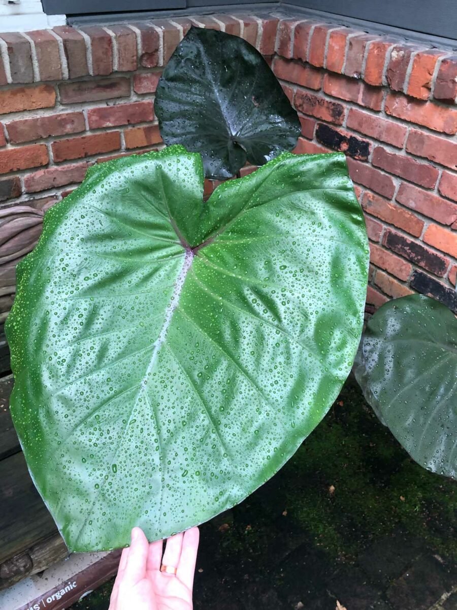 11 Colocasia Varieties - Add a Tropical Touch to Your Garden
