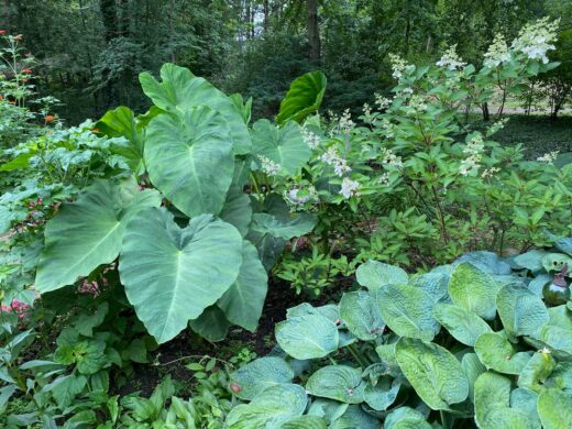 11 Colocasia Varieties - Add a Tropical Touch to Your Garden