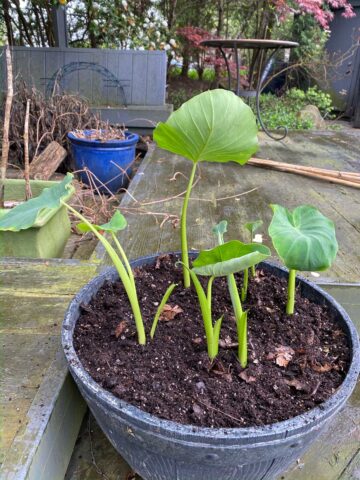11 Colocasia Varieties - Add a Tropical Touch to Your Garden