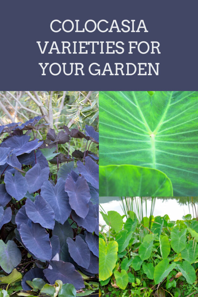 11 Colocasia Varieties - Add a Tropical Touch to Your Garden