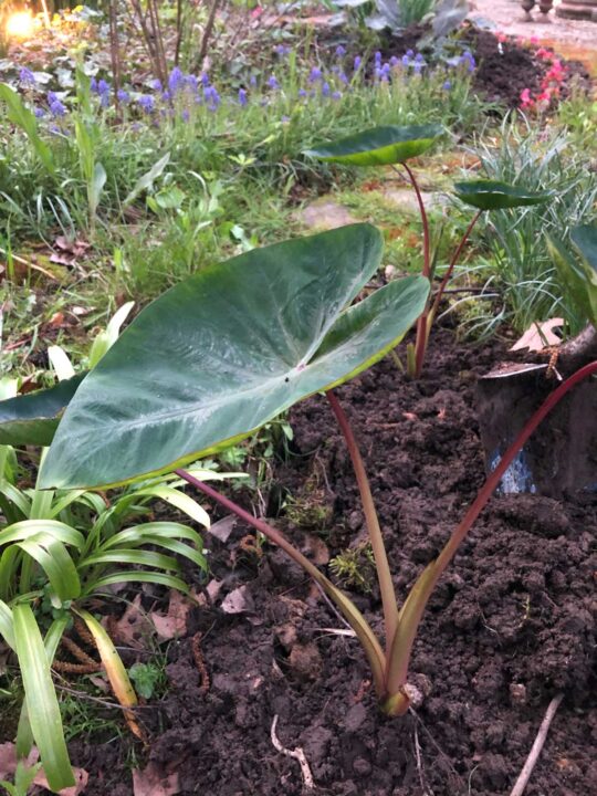 11 Colocasia Varieties - Add a Tropical Touch to Your Garden