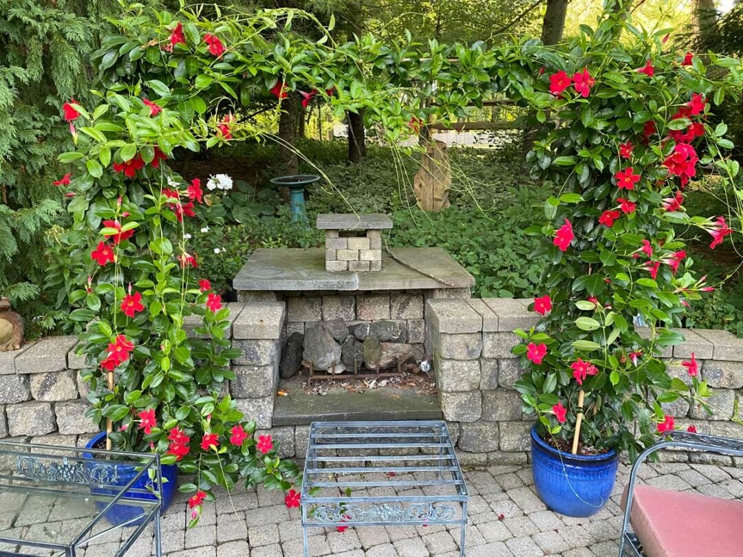 Mandevilla Trellis Ideas & Care Tips to Grow Stunning Plants