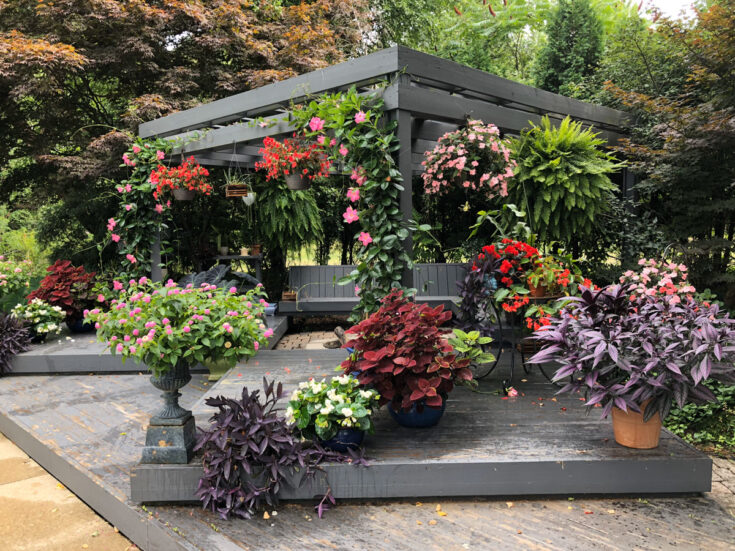 Mandevilla Trellis Ideas & Care Tips to Grow Stunning Plants