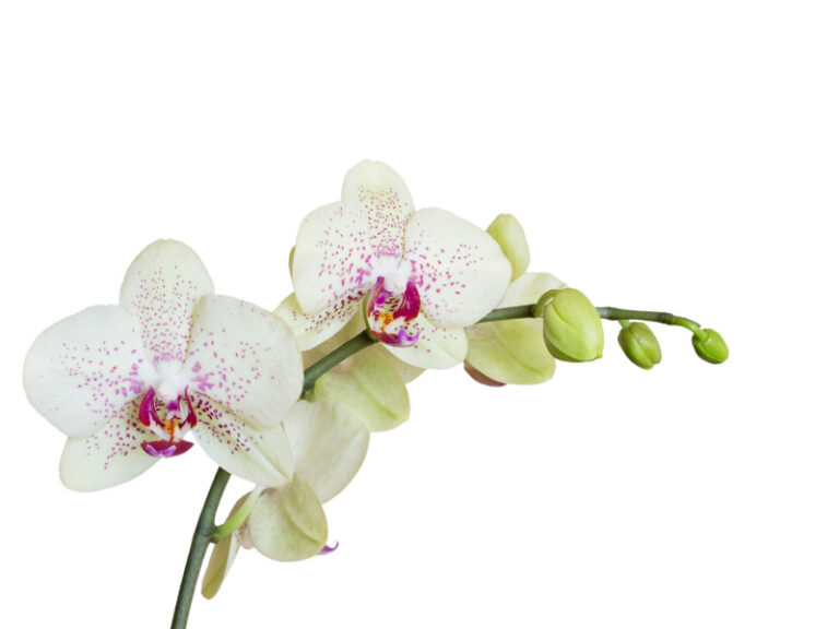 Orchid Bud Blast: 5 Top Causes for Drying/Dying Flower Buds