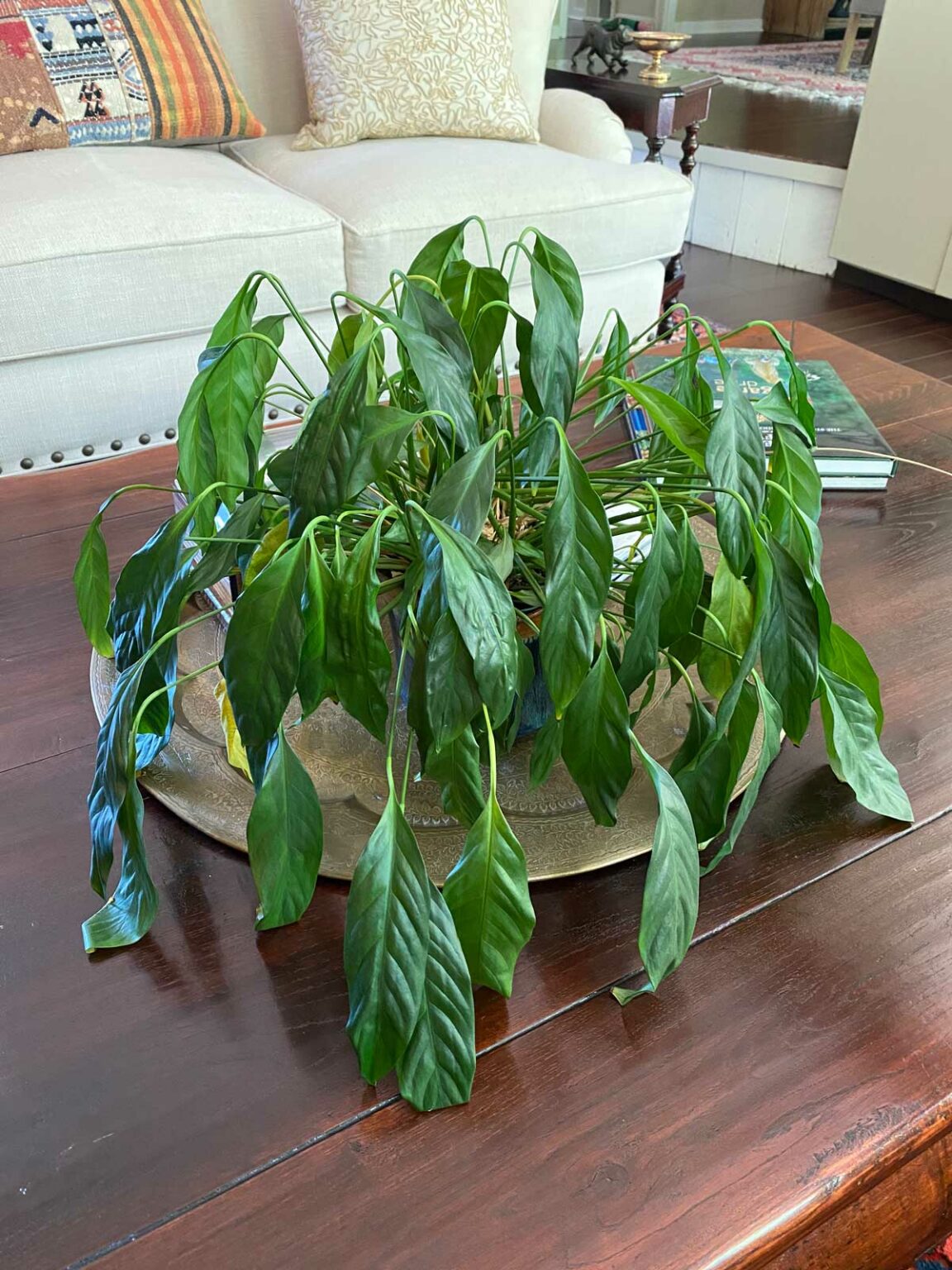 Dying Peace Lily? Expert Tips to Grow and Revive Your Plant!