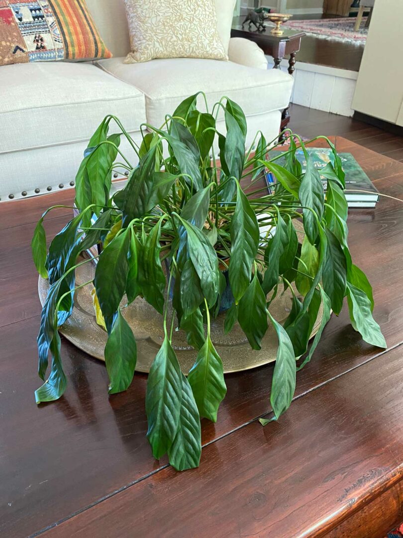 Peace Lily Dying After Repotting? Reasons You Never Knew