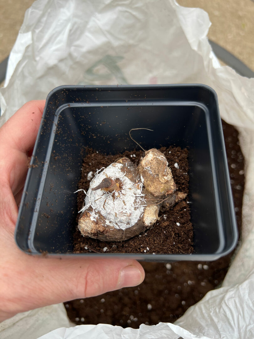 Planting Caladium Bulbs: Which End is Up and Other Tips