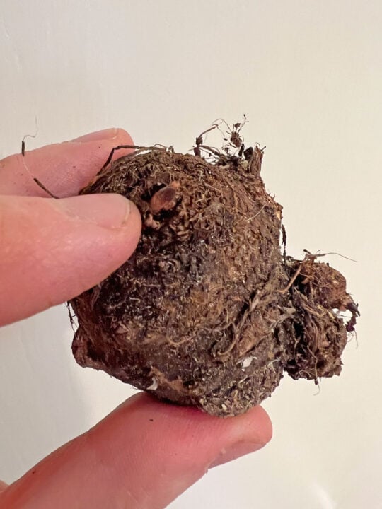 Planting Caladium Bulbs: Which End is Up and Other Tips