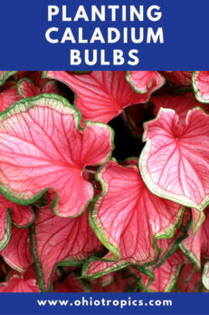 Planting Caladium Bulbs: Which End is Up and Other Tips