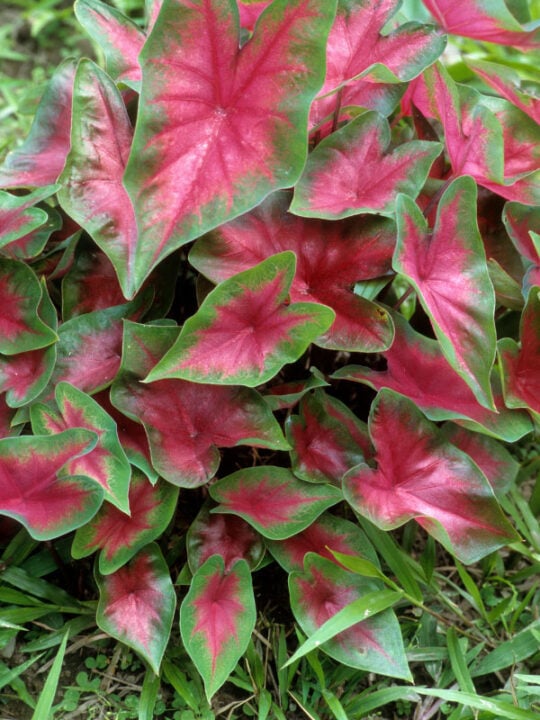Caladium Problems: 10 Common Problems & Questions Answered!
