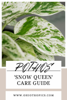 Snow Queen Pothos Ultimate Care Guide: 7+ Tips and FAQ