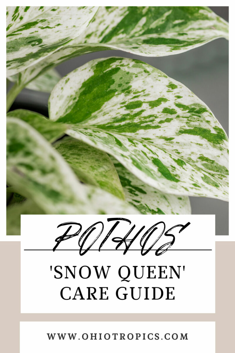 Snow Queen Pothos Ultimate Care Guide: 7+ Tips and FAQ