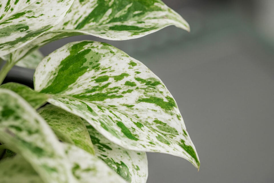 Variegated Neon Pothos: 7+ Great Care & Propagation Tips