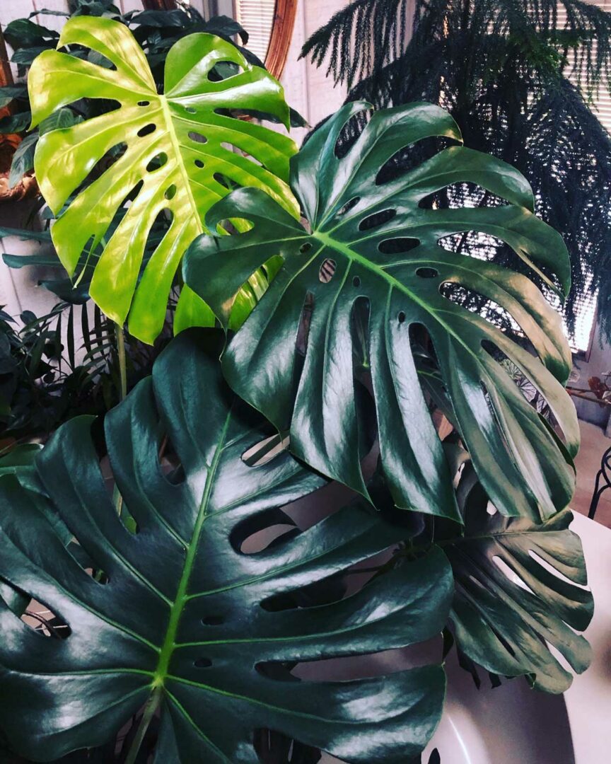 Monstera Yellow Leaves: Top 7 Causes + Extra Tips