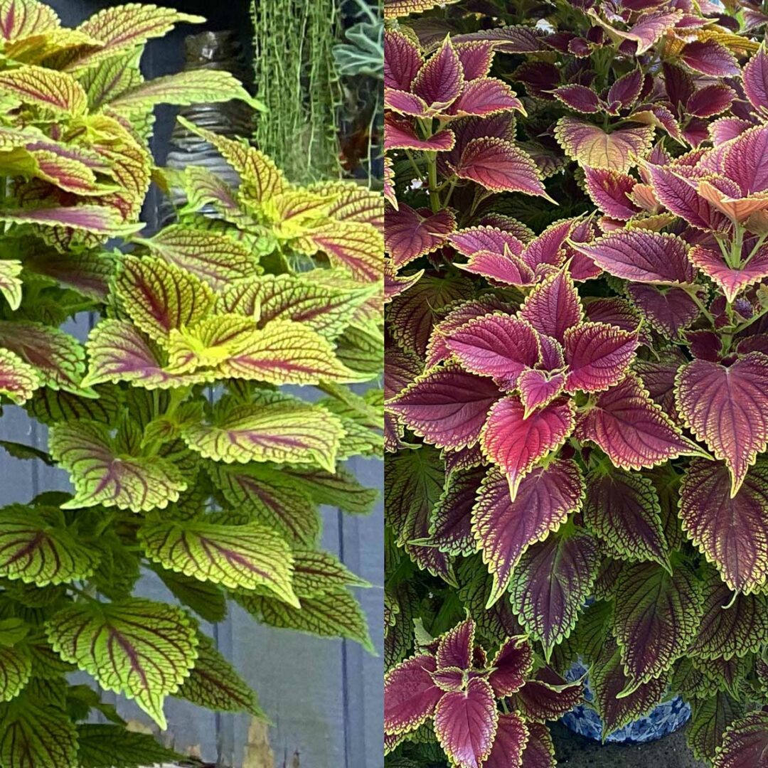 18 Spectacular Coleus Varieties for Sun + Tips to Grow