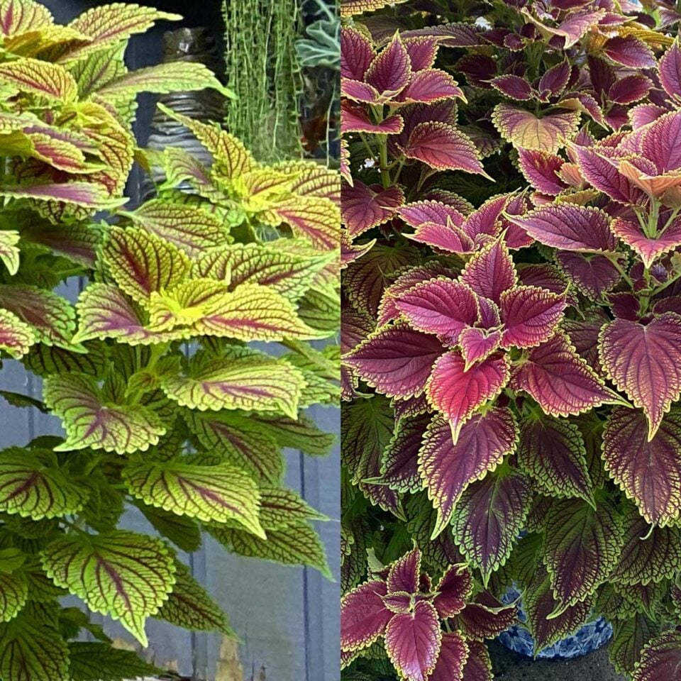 18 Spectacular Coleus Varieties for Sun + Tips to Grow