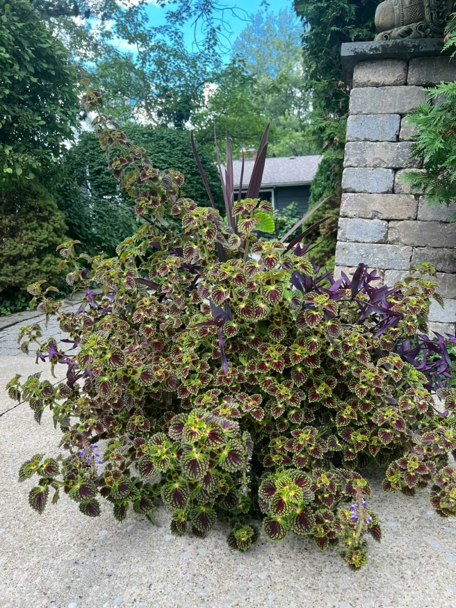 17 Spectacular Coleus Varieties for Sun + Tips to Grow