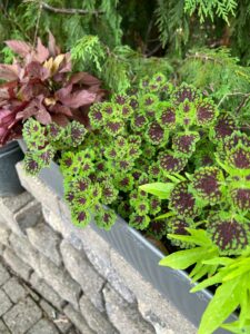 18 Spectacular Coleus Varieties for Sun + Tips to Grow