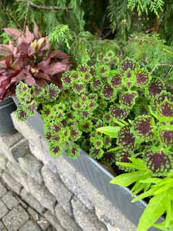 18 Spectacular Coleus Varieties for Sun + Tips to Grow
