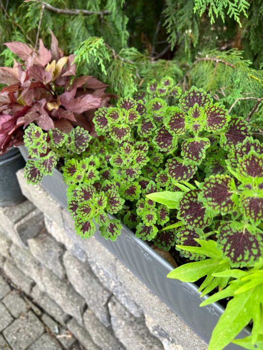 18 Spectacular Coleus Varieties for Sun + Tips to Grow