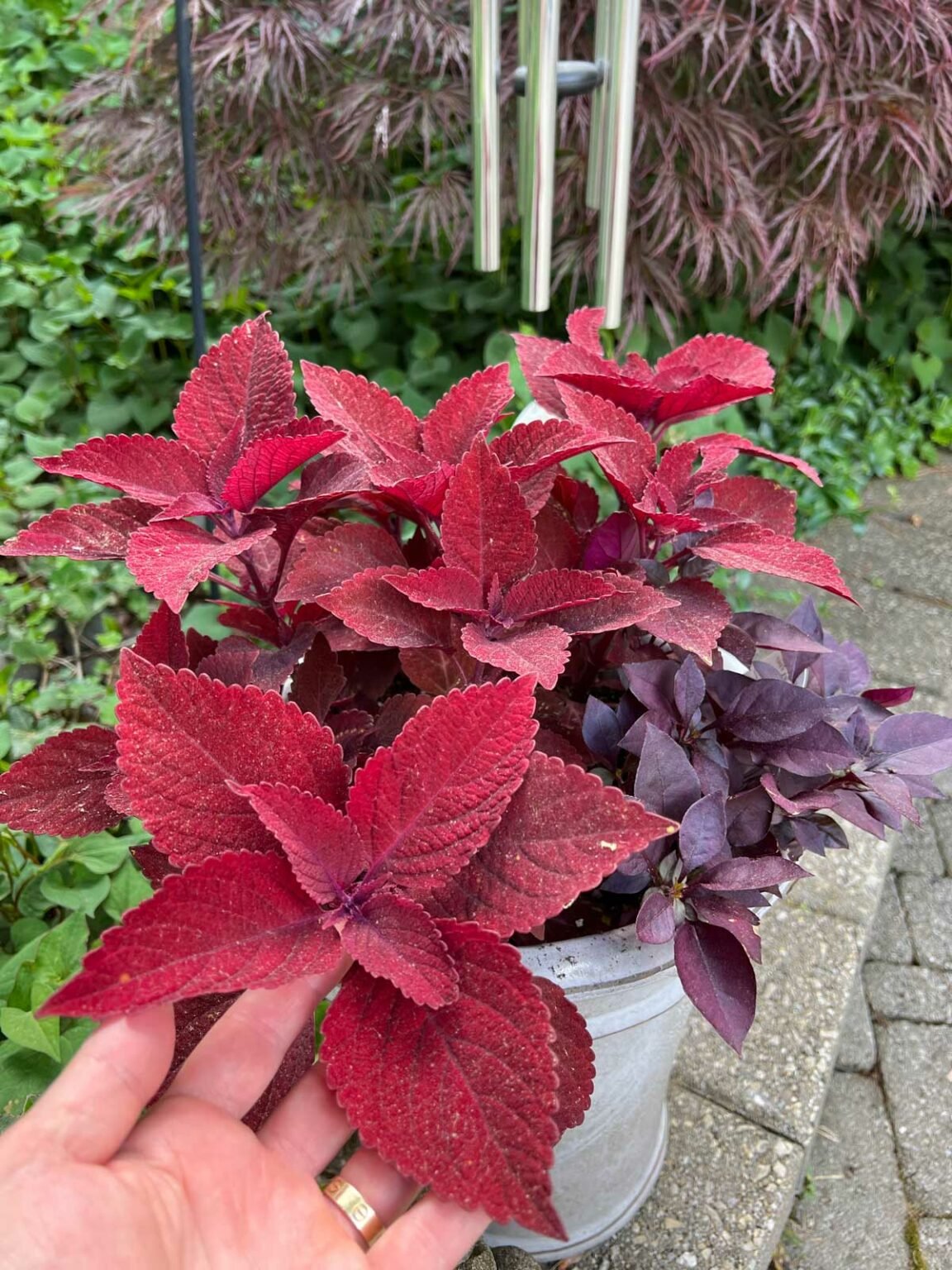 18 Spectacular Coleus Varieties for Sun + Tips to Grow